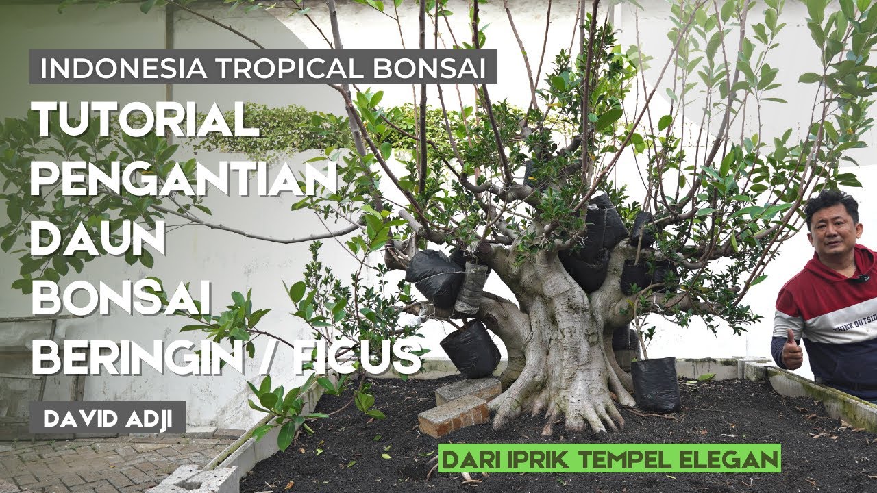 Tutorial ganti daun untuk bonsai jenis beringin / ficus oleh Pak David ...