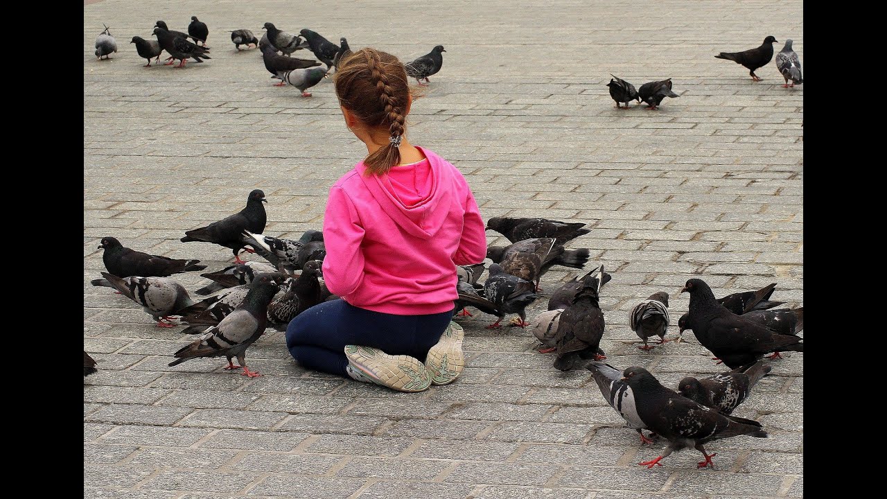 20 most powerful Pigeons | fighters Pigeons | 1080 vedio result ...