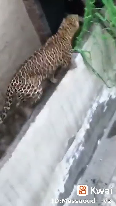 هروب نمر شرس من حديقة الحيوان ودخوله مناطق مصر القديمة - YouTube