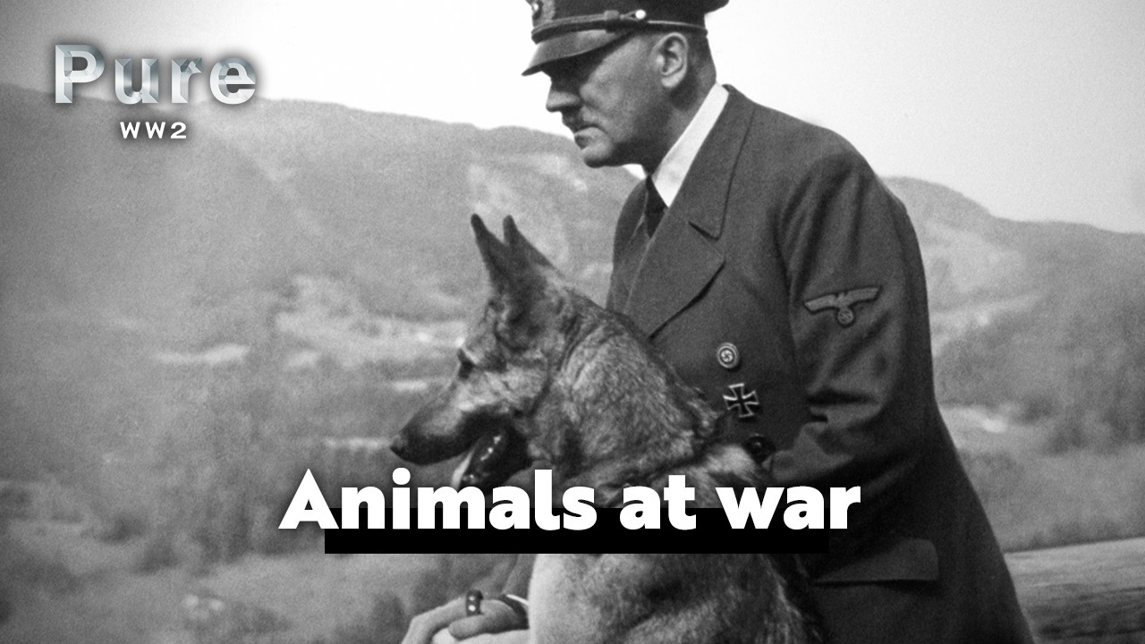Forgotten Heroes : Animals in World War II - episode 2 | PURE WW2 - YouTube