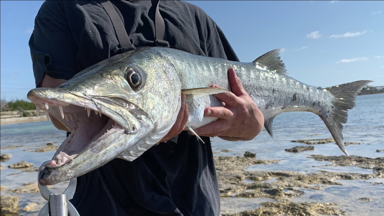 Topwater Barracuda Fishing in the Florida Keys - YouTube