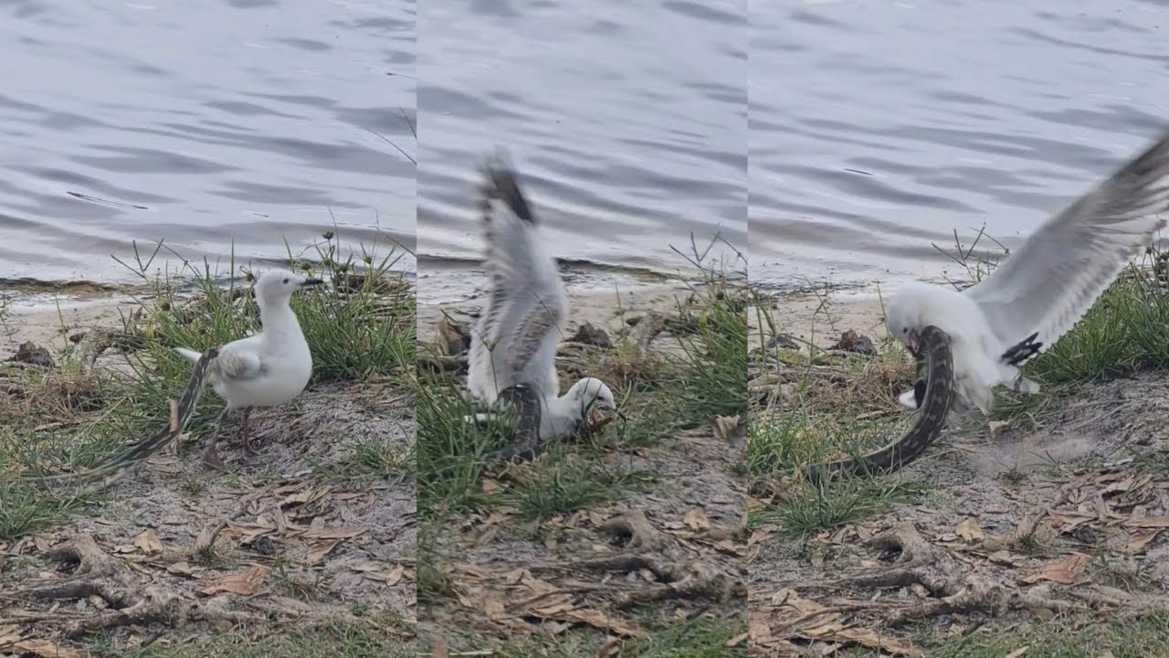 Camouflaged Python Snatches Seagull - YouTube