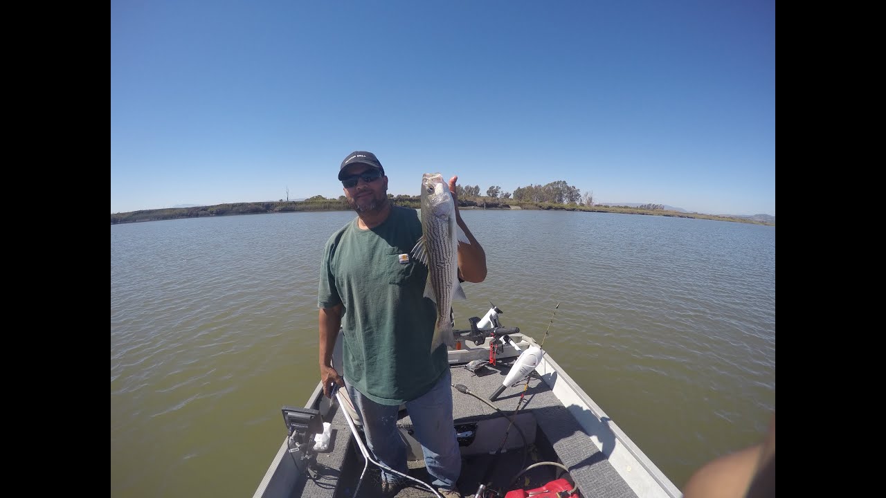 Napa River Schoolie Stripers - YouTube