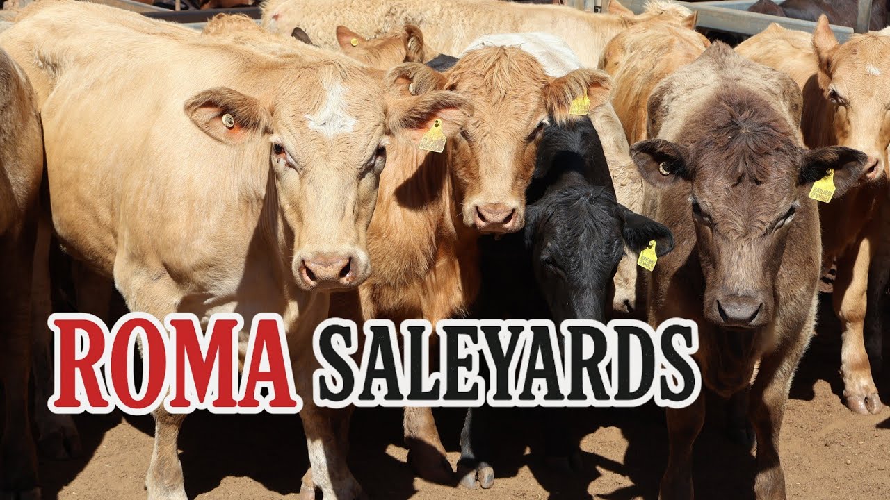 Inside Australia’s Largest Livestock Market | Roma Saleyards 4K Walking ...
