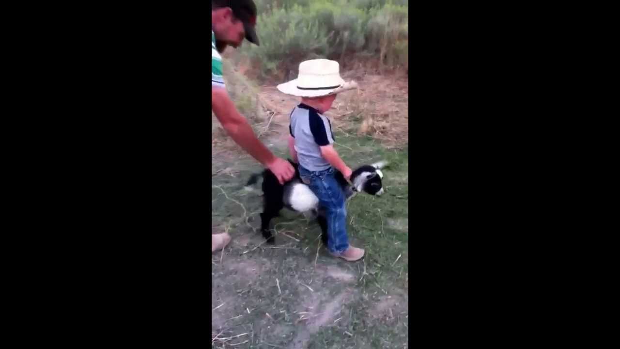 Goat riding full - YouTube