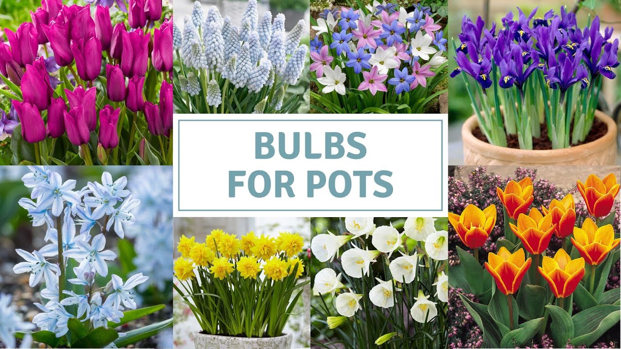 Spring Bulbs For Pots / Dwarf Bulbs In Containers - YouTube