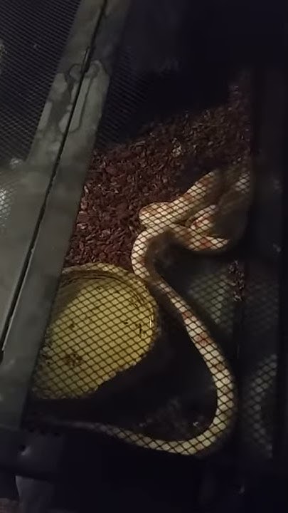 Snake kills mouse - YouTube