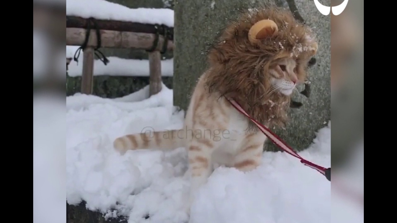 Lion spotted in the city - YouTube