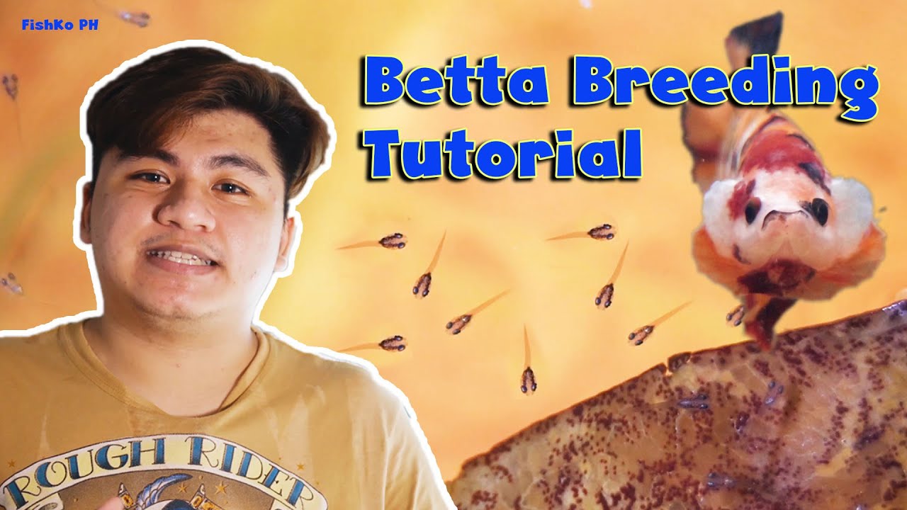 Betta Breeding Tutorial (Tagalog) - YouTube