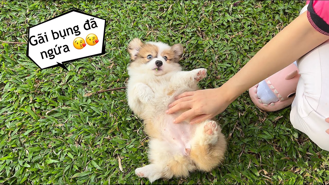 Em Corgi Mông To Cưng Cưng Xĩu 😘😘 Mật Pet Family - YouTube