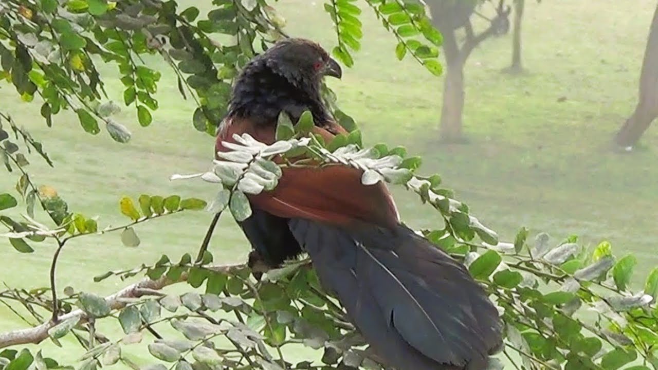 Greater Coucal #kubo #nature wonder #bird - YouTube