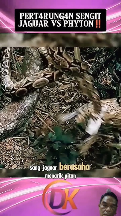 pertarungan sengit jaguar vs Python #wildlife #animals #python#jaguar# ...