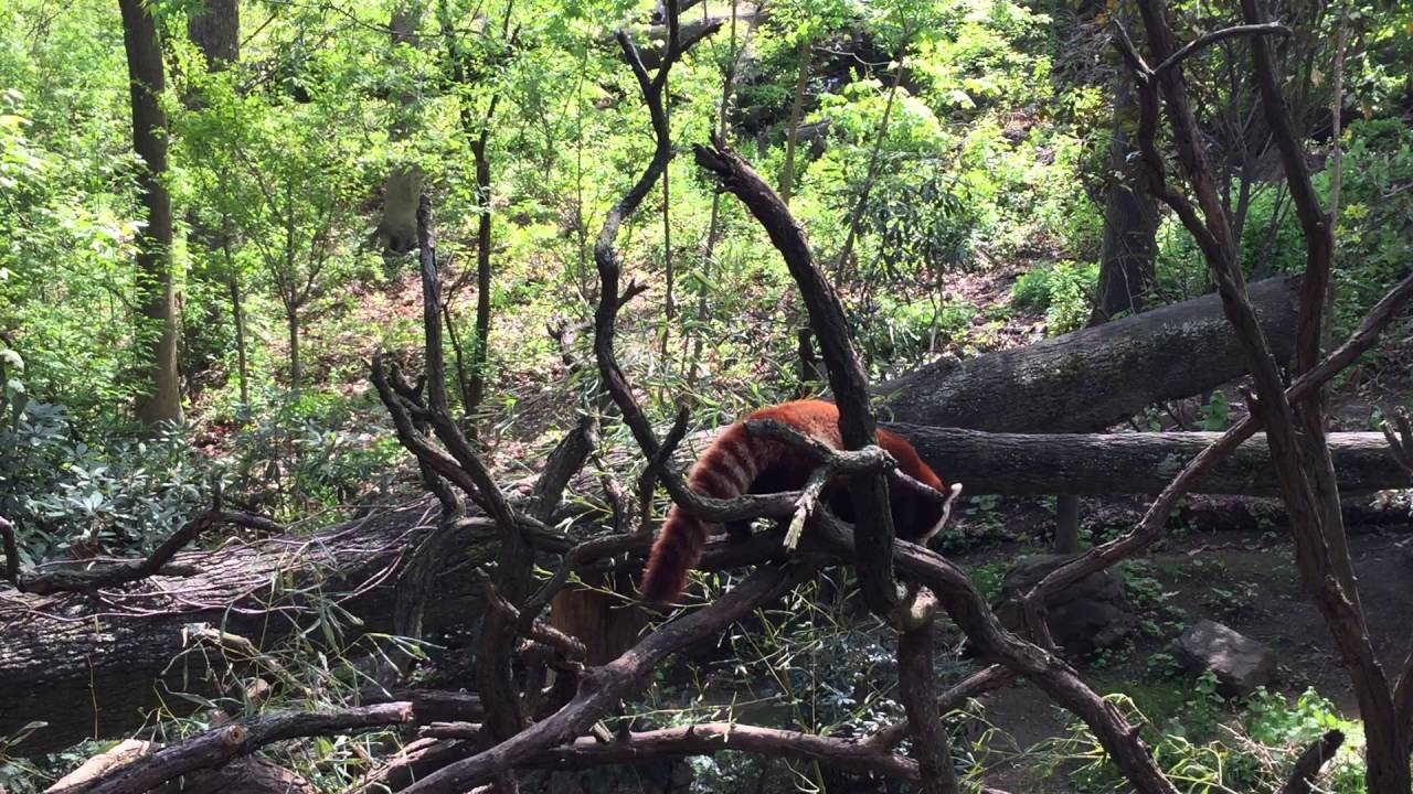Red panda in Bronx Zoo - YouTube