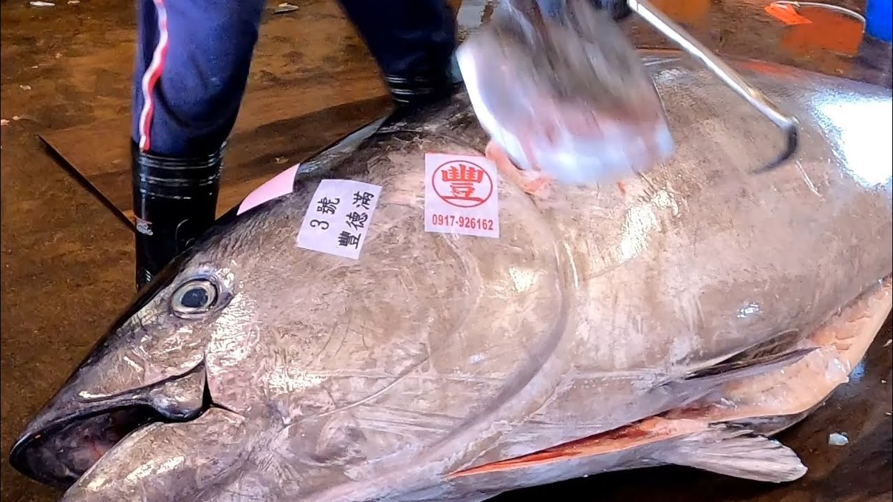 Enormous 500kg Bluefin Tuna Exemplifies Telekinetic Cutting Mastery ...