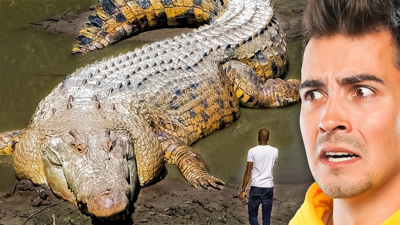 NAJWIĘKSZE ZWIERZĘTA NA ŚWIECIE! - YouTube