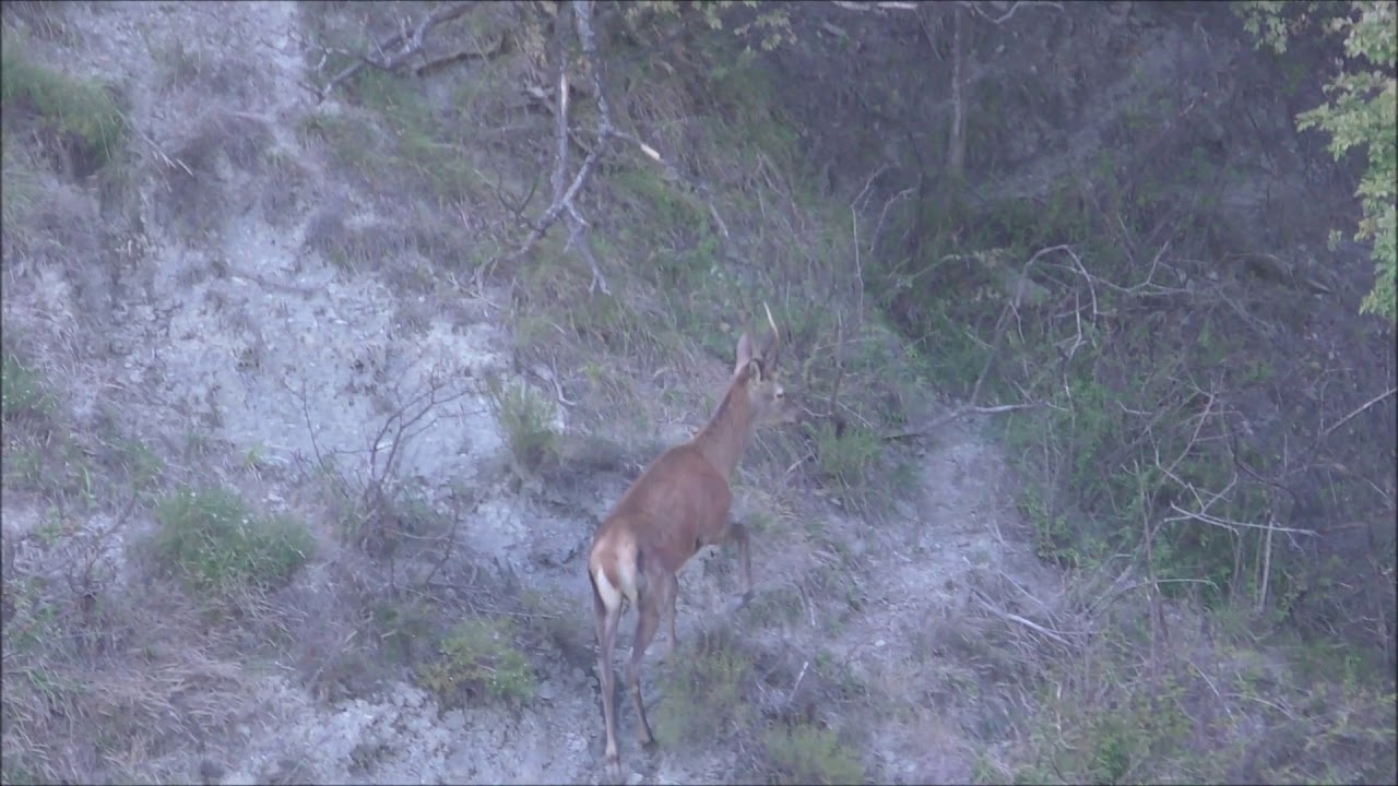 Cervo fusone. Ottobre 2019 - YouTube