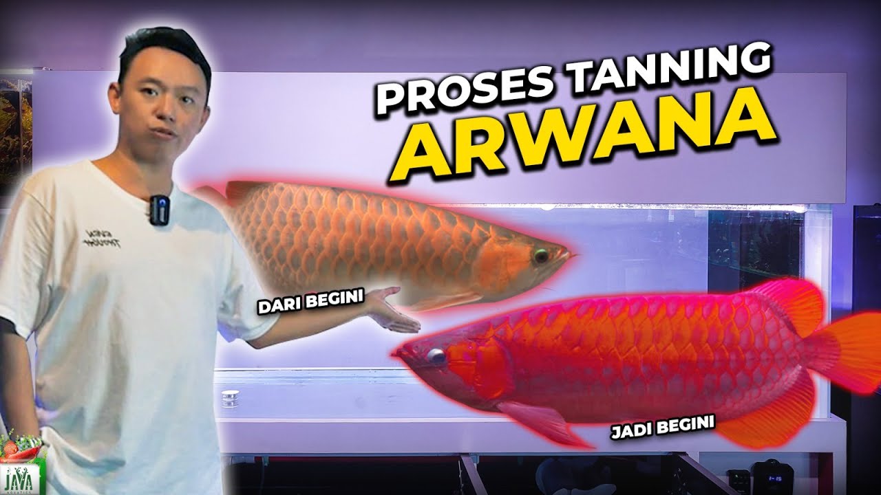UPDATE PROGRESS TANNING ARWANA SUPER RED JAVA - YouTube