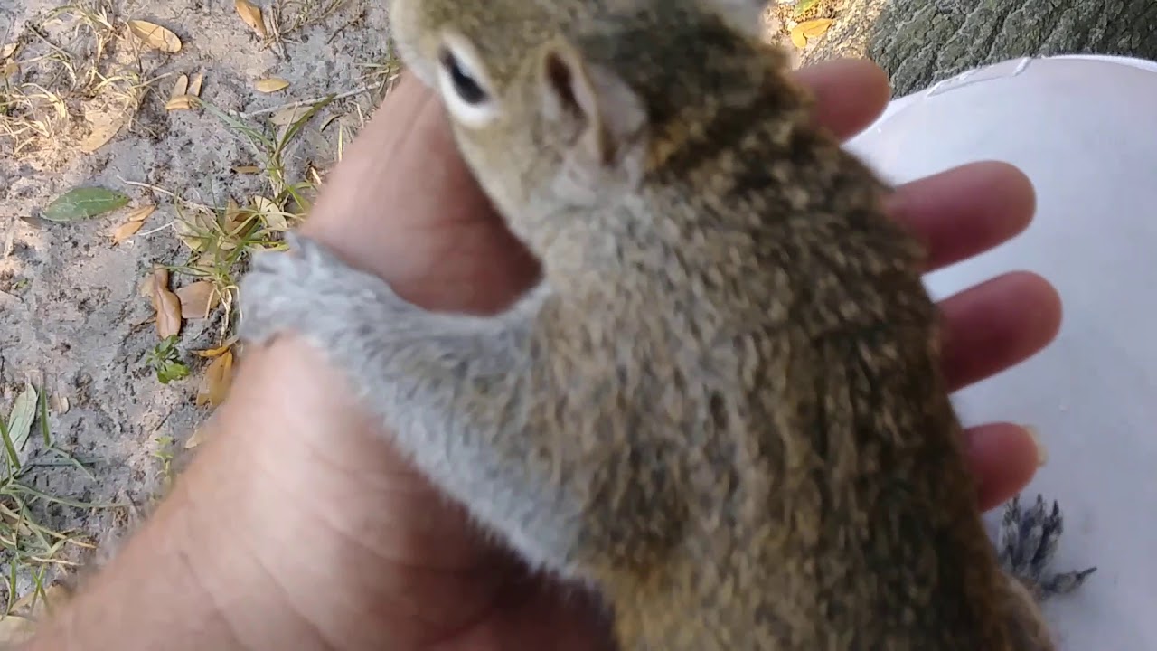 Noah the Squirrel (shaking hands at end) - YouTube