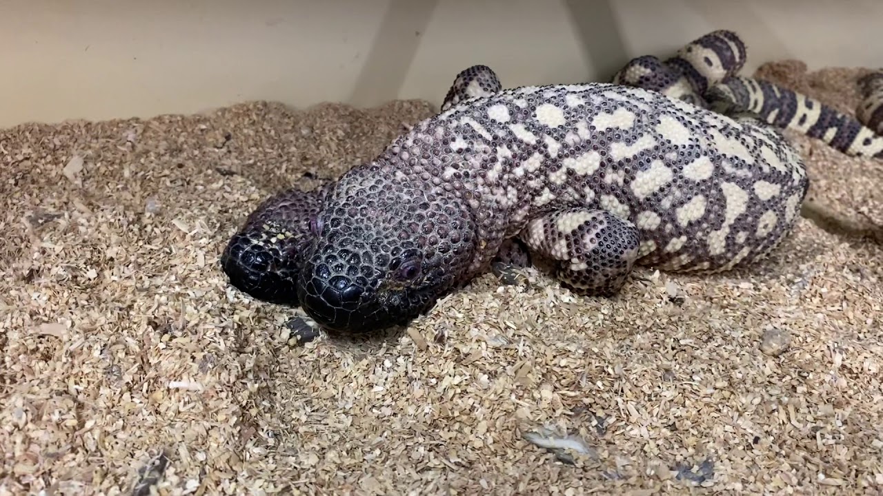 Rio Fuerte beaded lizards mating - YouTube