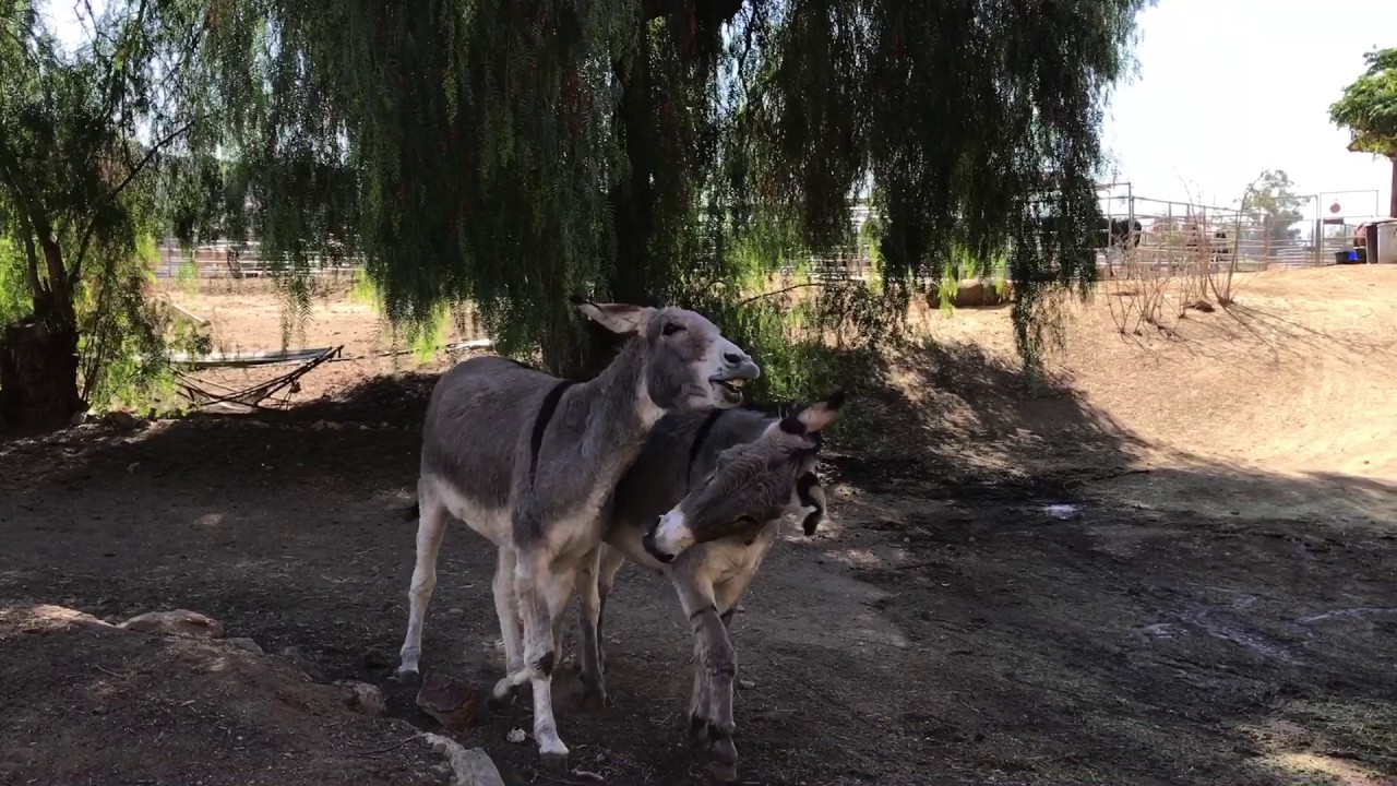 Donkeys Nick & Neb Having Fun at Oak Meadows Ranch - YouTube