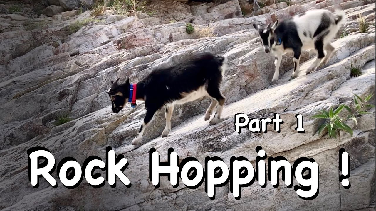 2024-3-22 Rock Hopping with Goats - Part 1 - YouTube