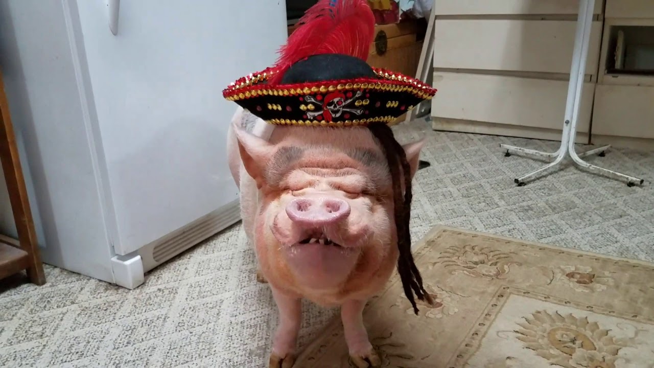 MINI PIG HALLOWEEN COSTUME! CAPTAIN SAMMY SPARROW! Sammy The Hammy The ...