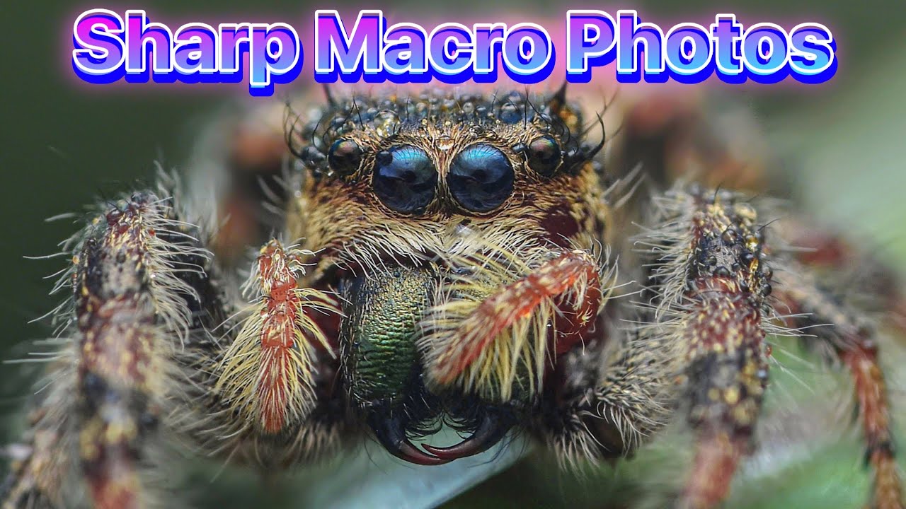 How To Take Sharp Macro Photos - YouTube