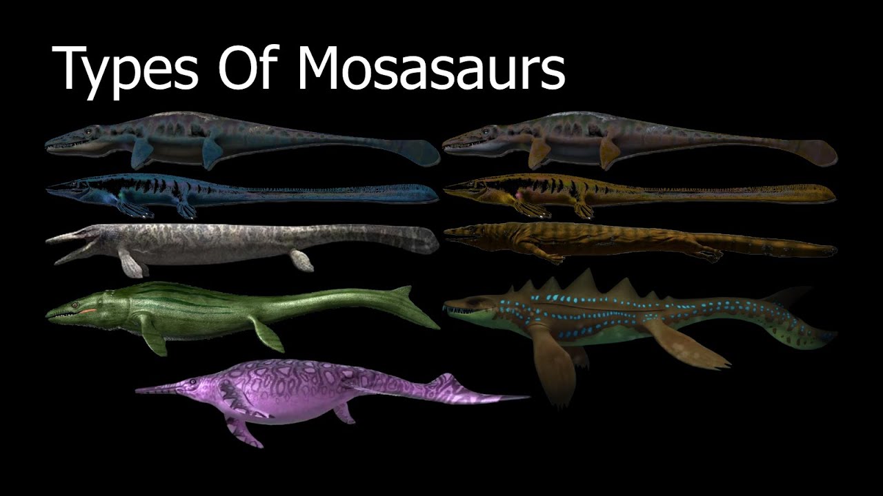 Types Of Mosasaurs - YouTube