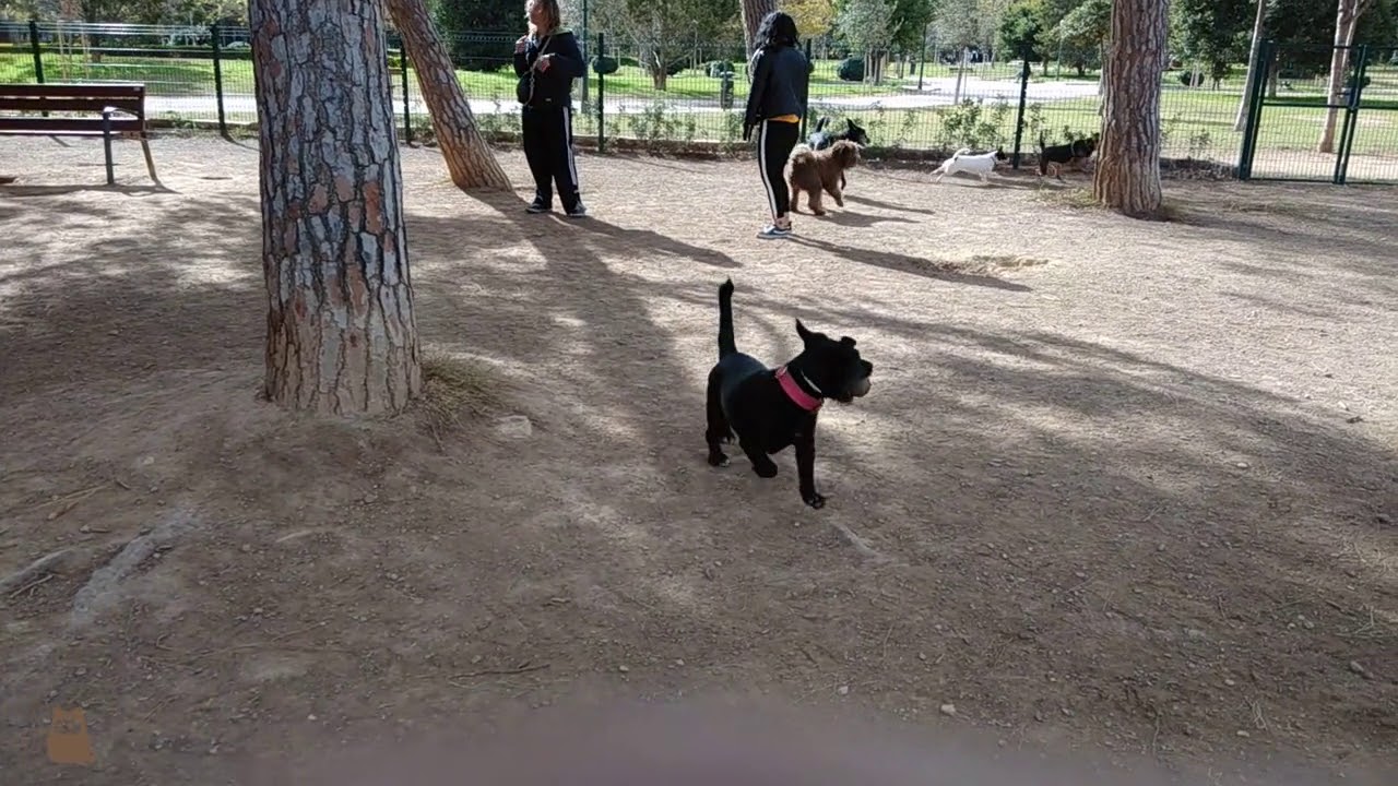 Perro perros jugando en el parque - YouTube