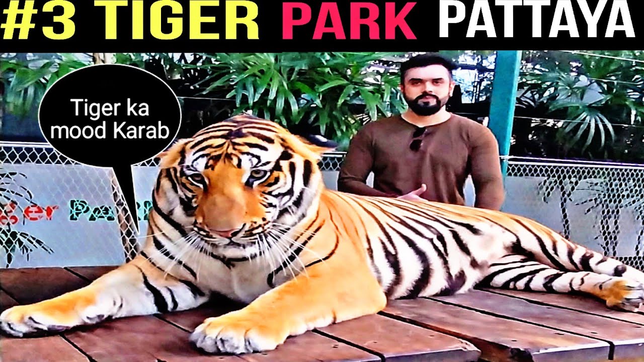 "Tiger Park Pattaya Review: Ticket Prices, Animal Encounters, and Must ...
