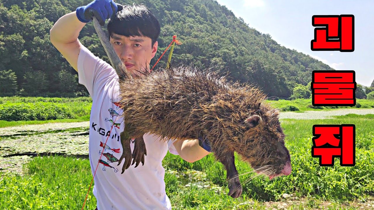 역대급 크기의 괴물쥐 뉴트리아를 사냥해서 쥐도리탕을 먹어보자!! 생태계 교란종 Giant nutria hunter - YouTube