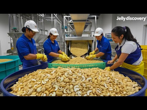 How Cashew Nuts Are Made: Inside a Massive Cashew Factory - YouTube