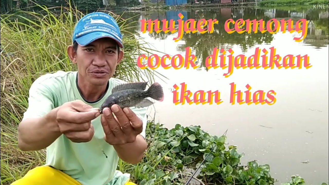 Mancing ikan mujaer cemong || buat ikan hias - YouTube