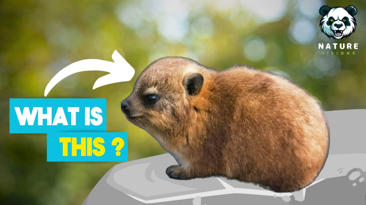 This Furry Potato Is A Mystery Of Evolution - YouTube