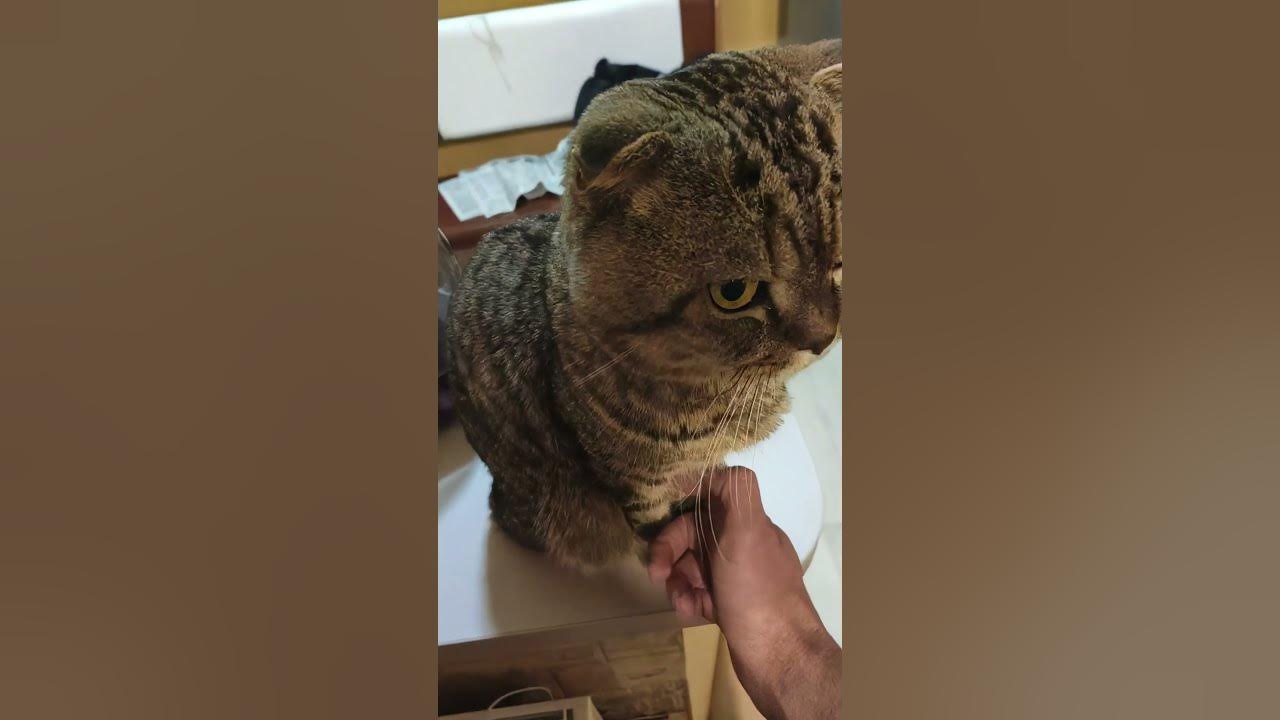 Прикол с котом, кот даёт лапу. - YouTube