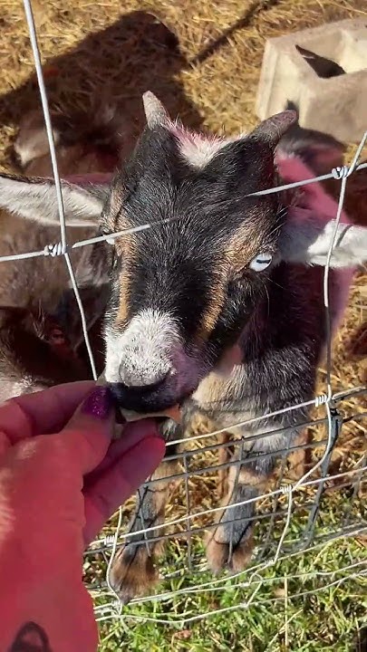 Adorable Baby Goats Snack Time Fun #babygoats #hobbyfarm - YouTube