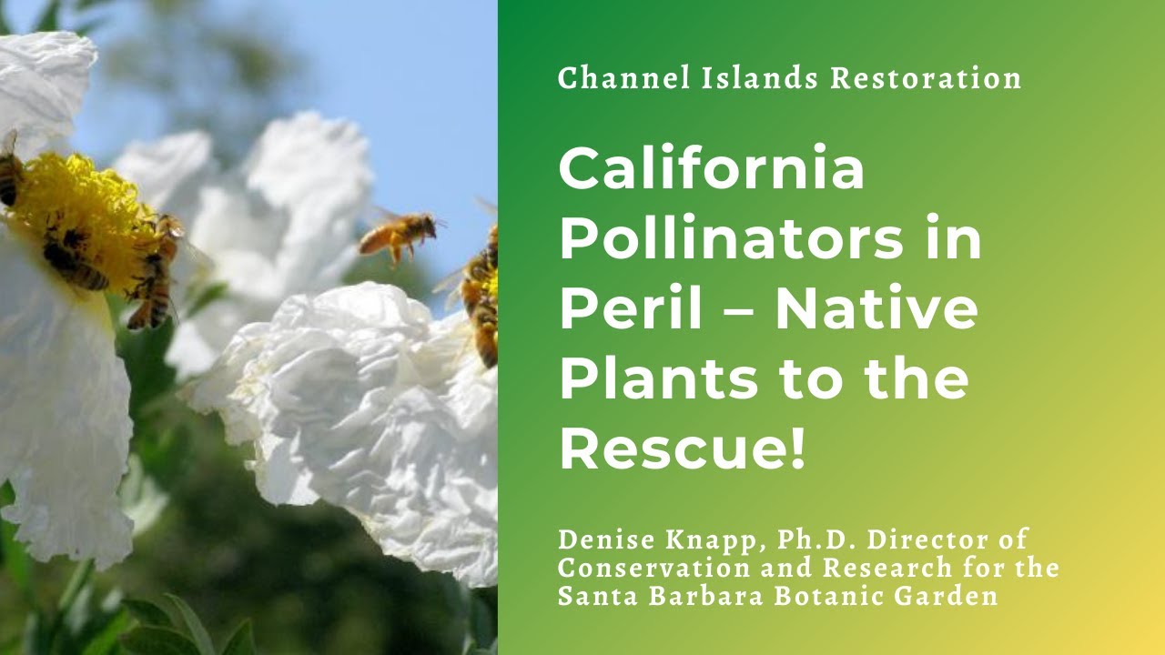 California Pollinators in Peril – Native Plants to the Rescue! - YouTube