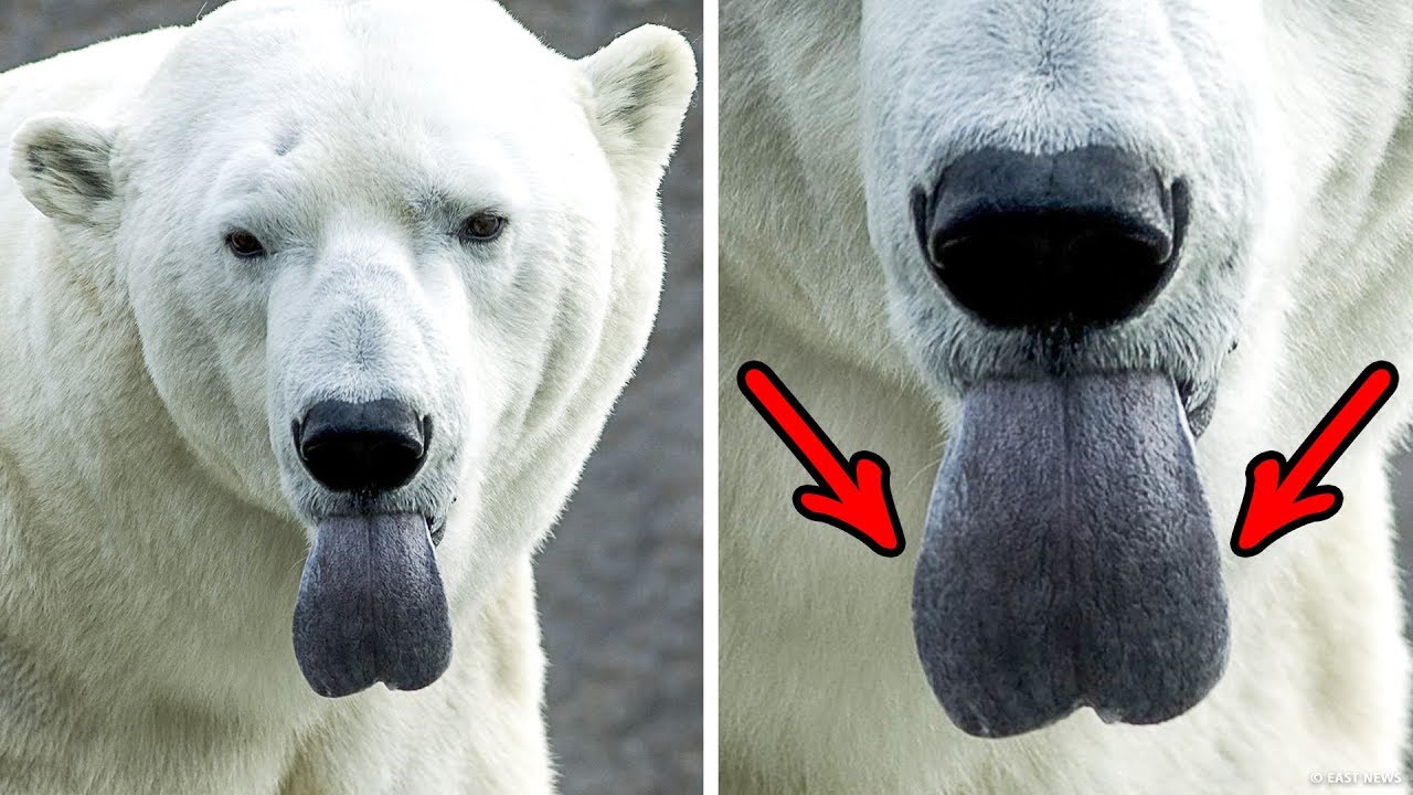 30 Rare Facts I Had To Check Twice To Believe YouTube 30-rare-facts-i-had-to-check-twice-to-believe-youtube