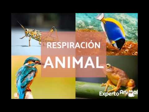 20 Ejemplos de Respiración Directa e Indirecta: Una Guía Fascinante ...