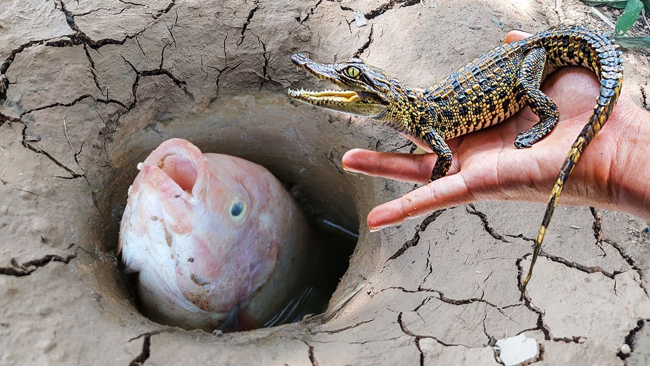 Best Fishing in Hole By Crocodile | How To Catch Unique Fish ...
