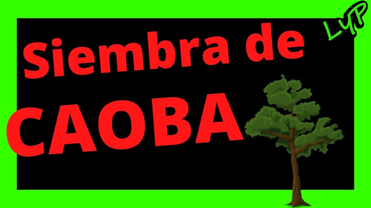 🌳Siembra Caoba Zopilote, Meliaceae, Caobo, Aguano, como sembrar un ...