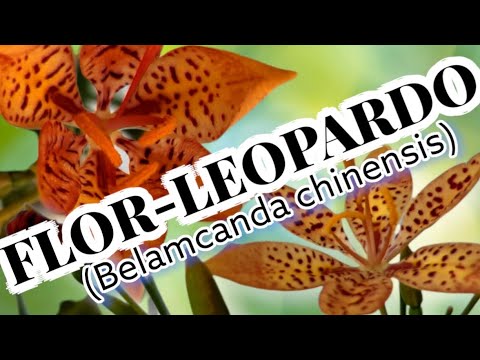 FLOR-DE-LEOPARDO (Belamcanda chinensis) #flores #flawers - YouTube