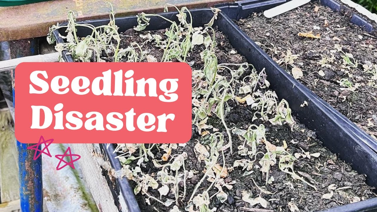 June 1st: The perfect day to sow cut flower seeds - YouTube