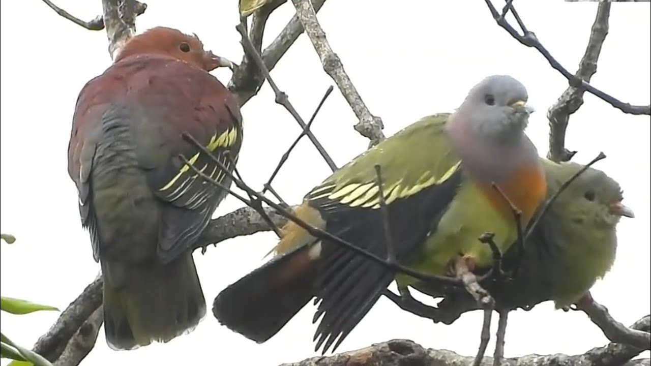 A Pair of CINNAMON-HEADED GREEN PIGEONS perching with a pair of PINK ...