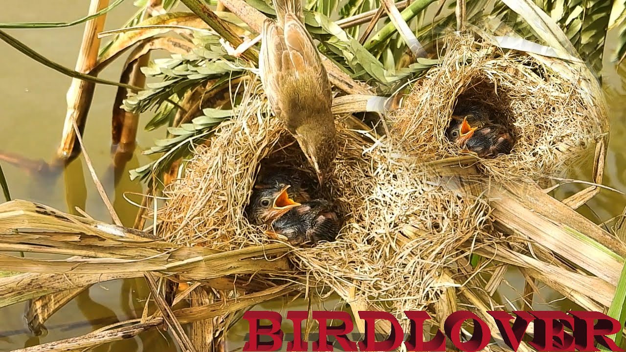 Pity babies bird, overheated, destroy babies bird in the nest. - YouTube