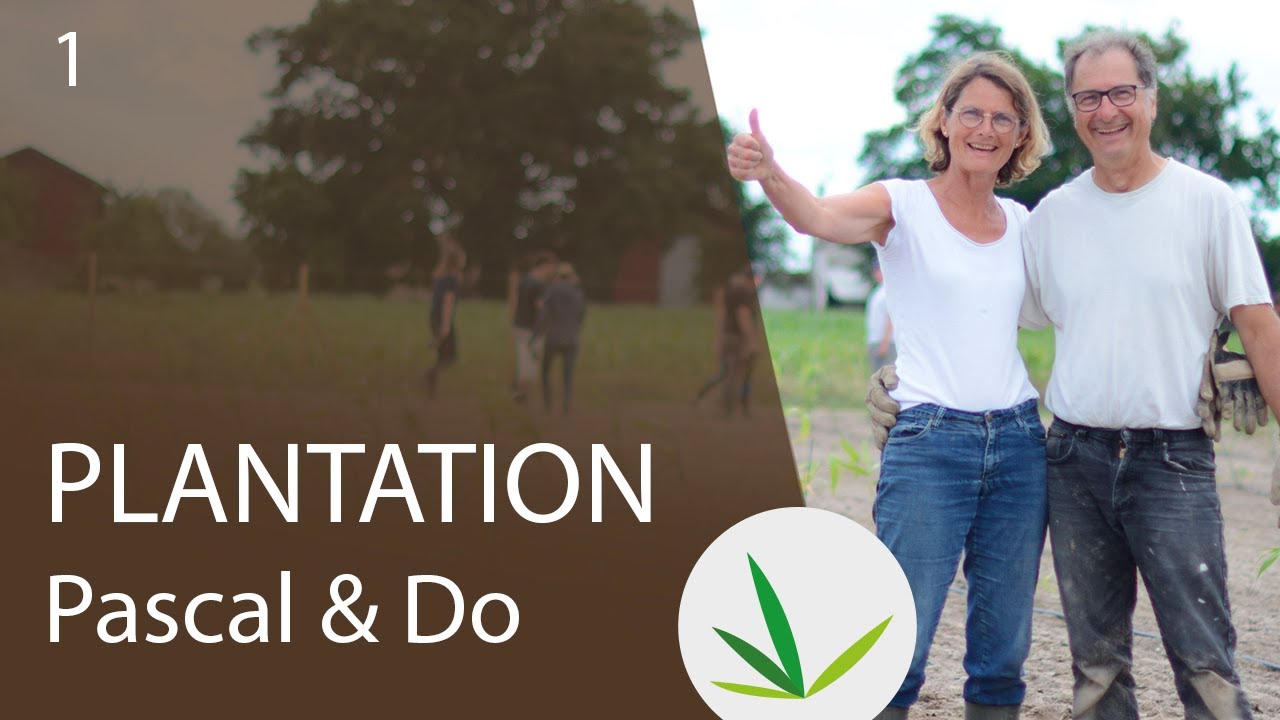 Plantation Bambou Pascal & Dorothée - YouTube
