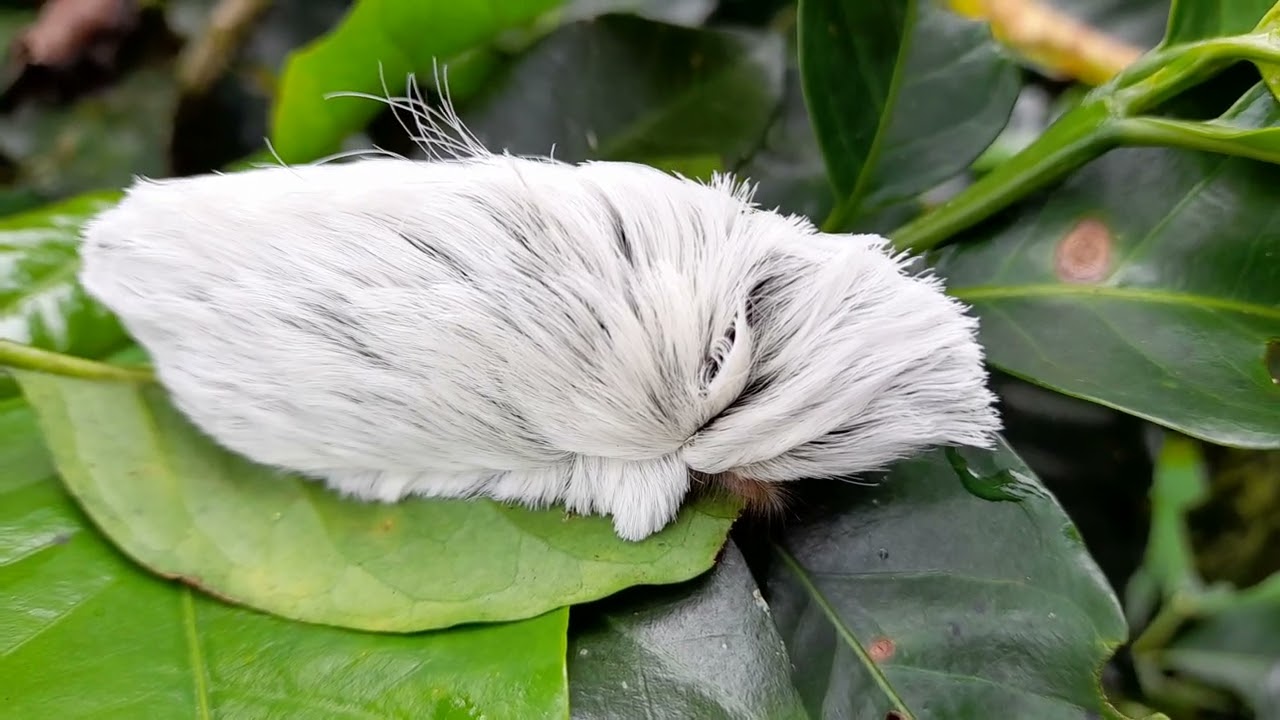 Hermoso Gusano Pollo En El Cafetal - YouTube