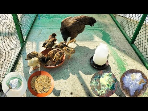 Sick Chicken Treatment at Home | Backyard Poultry | Dr. ARSHAD - YouTube