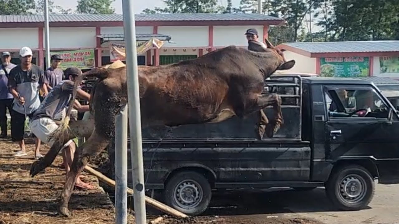 SAPI GALAK MBEROT BIKIN PAWANG KELUARKAN TENAGA DALAM - YouTube
