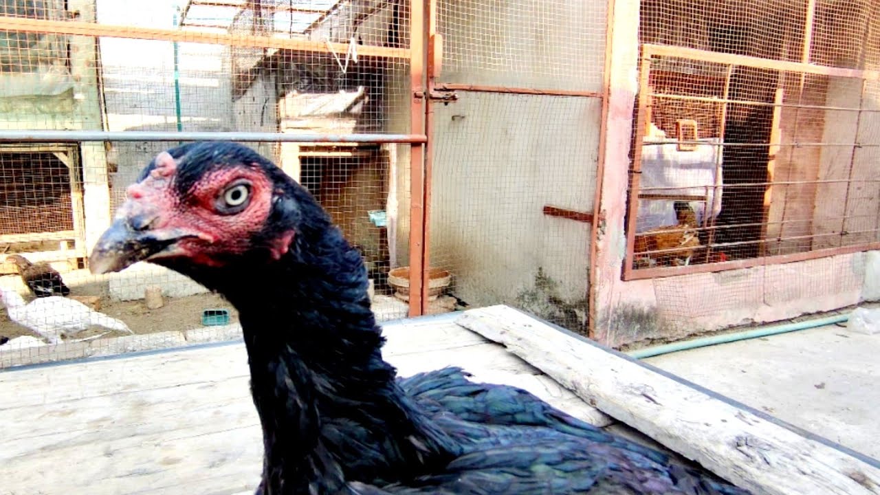 pure lassani pair ka shok karain - YouTube